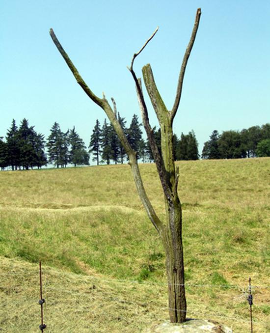 Photo Tour of the Beaumont-Hamel Newfoundland - The Battles of the ...